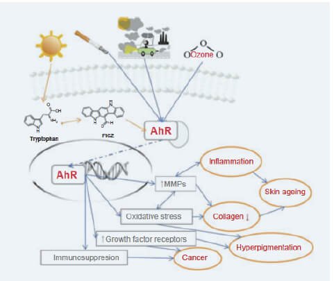 Mechanisms of skin aging